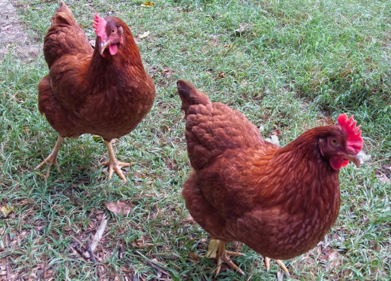 Raising Livestock on a Small Homestead: A Guide for Beginners - Organic ...