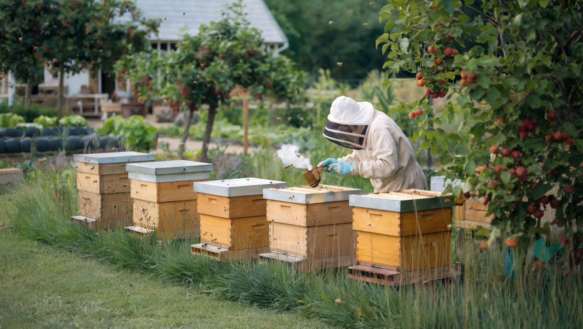 Beekeeping Basics for Your Homestead - Organic Homesteaders