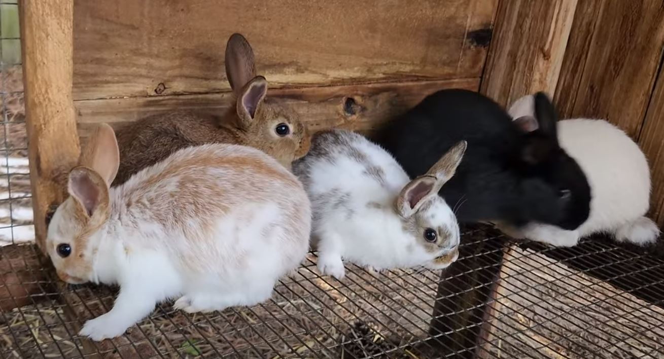 Raising Livestock on a Small Homestead: A Guide for Beginners - Organic ...