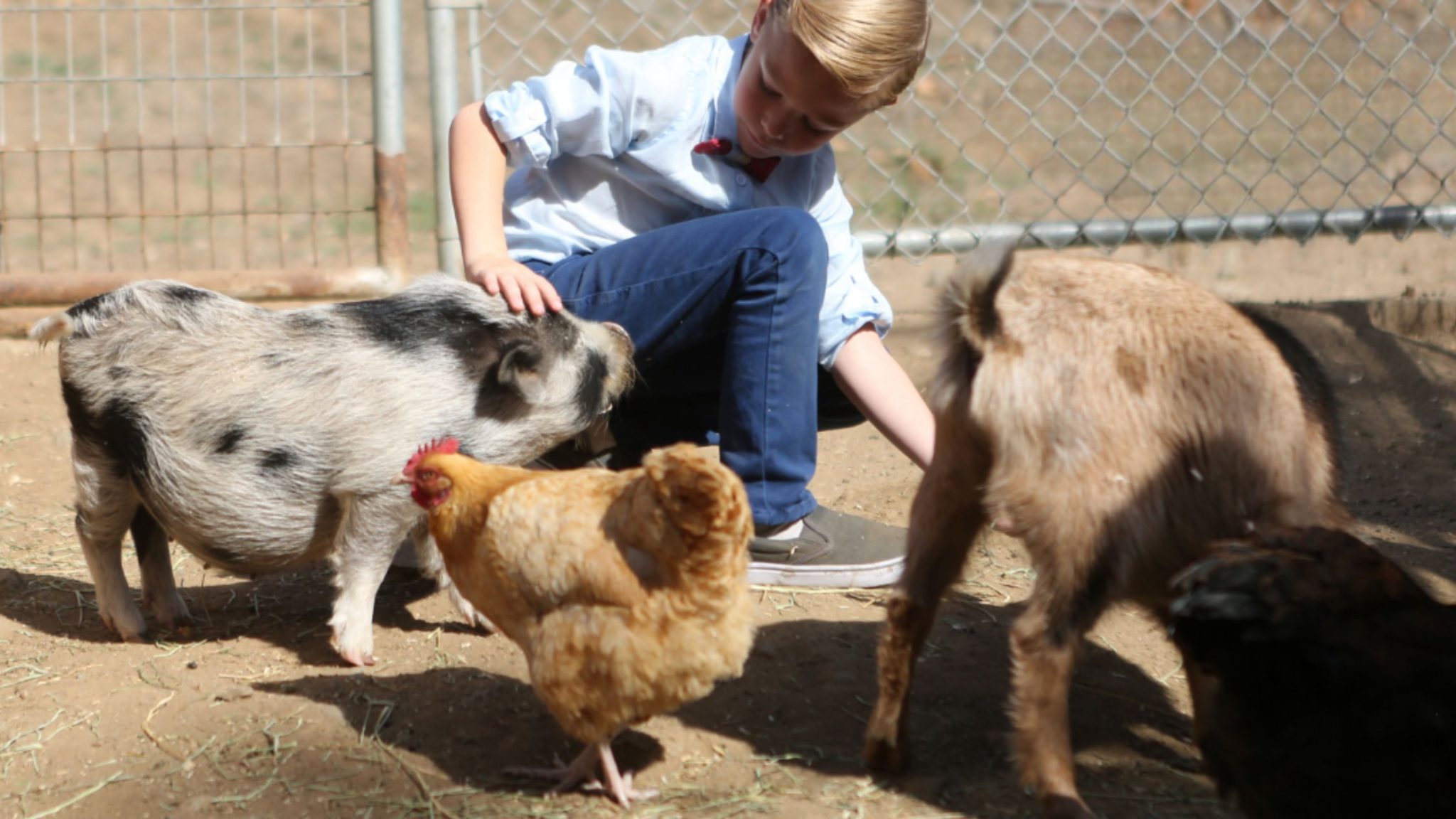 Raising Livestock on a Small Homestead: A Guide for Beginners - Organic ...