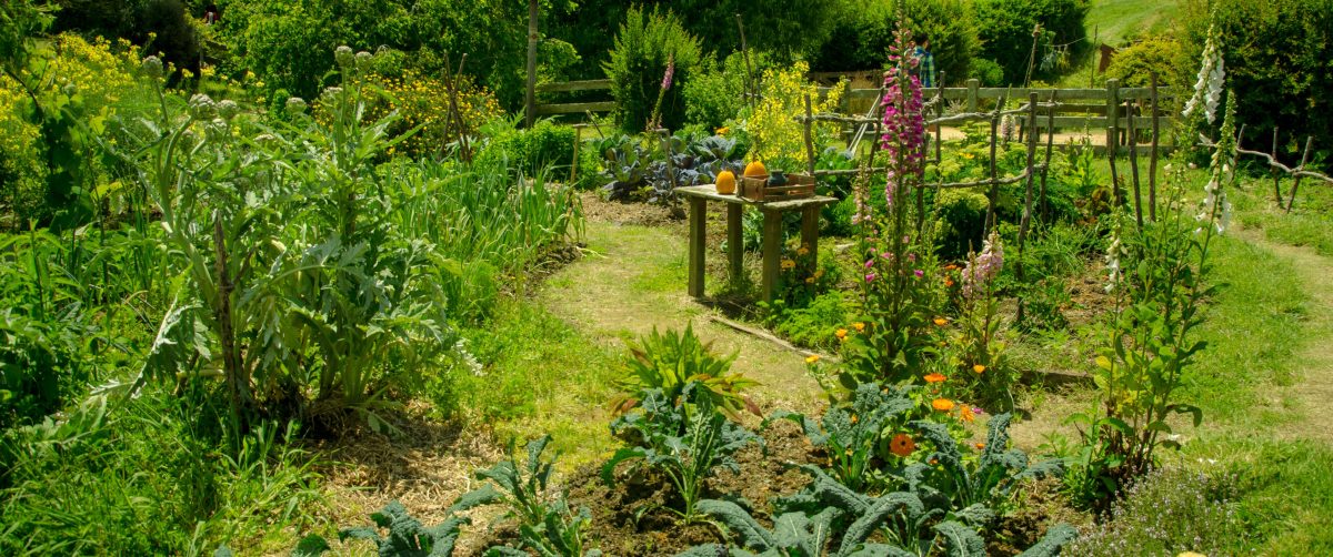 Transform Your Homestead with Permaculture Gardening Secrets - Organic ...