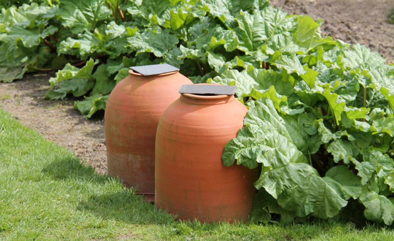 22 Inspiring Backyard Garden Ideas for Organic Homesteading - Organic ...